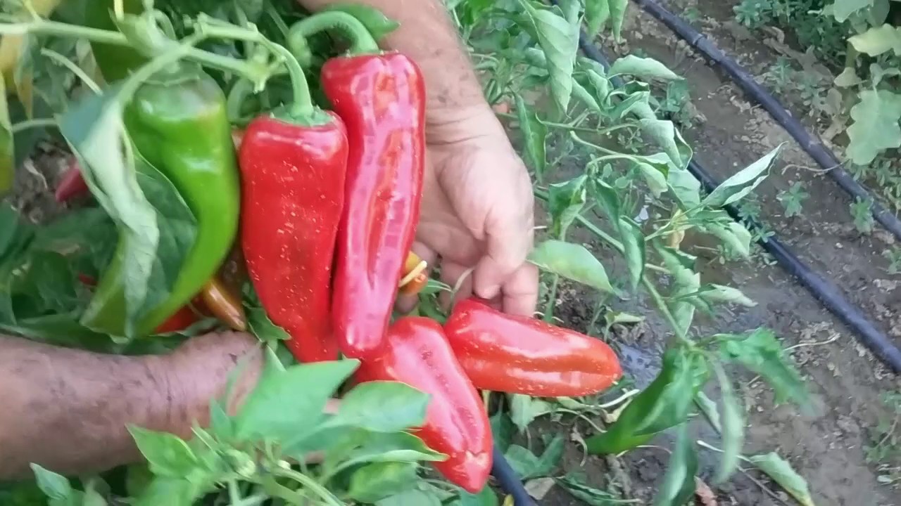 Peperone Siciliano Quadrato Rosso | Acquistalo su Panierebio.com